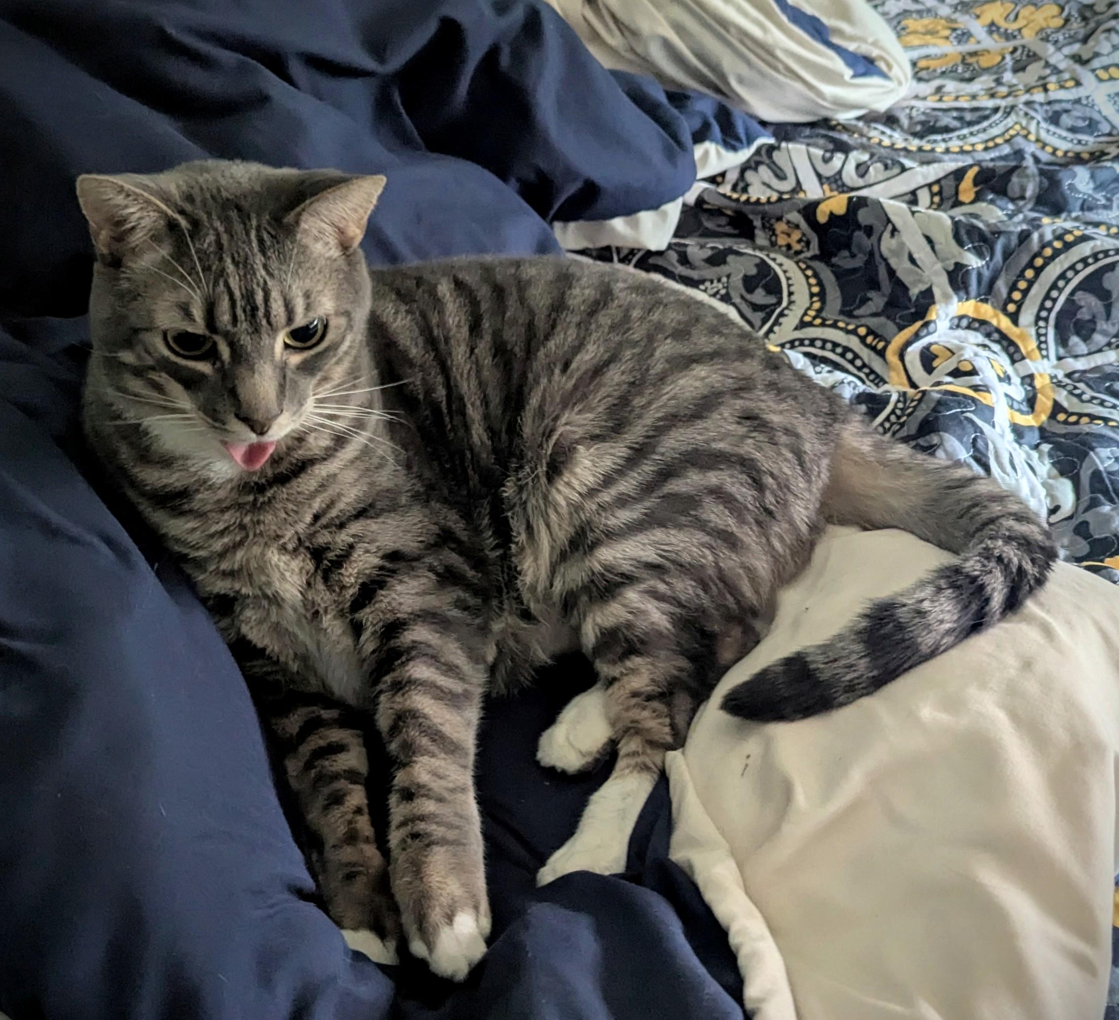 Derp, derp, derp. | Scrolller