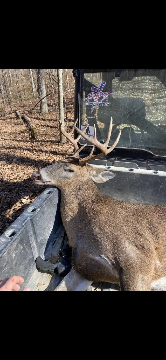 Aging this deer | Scrolller