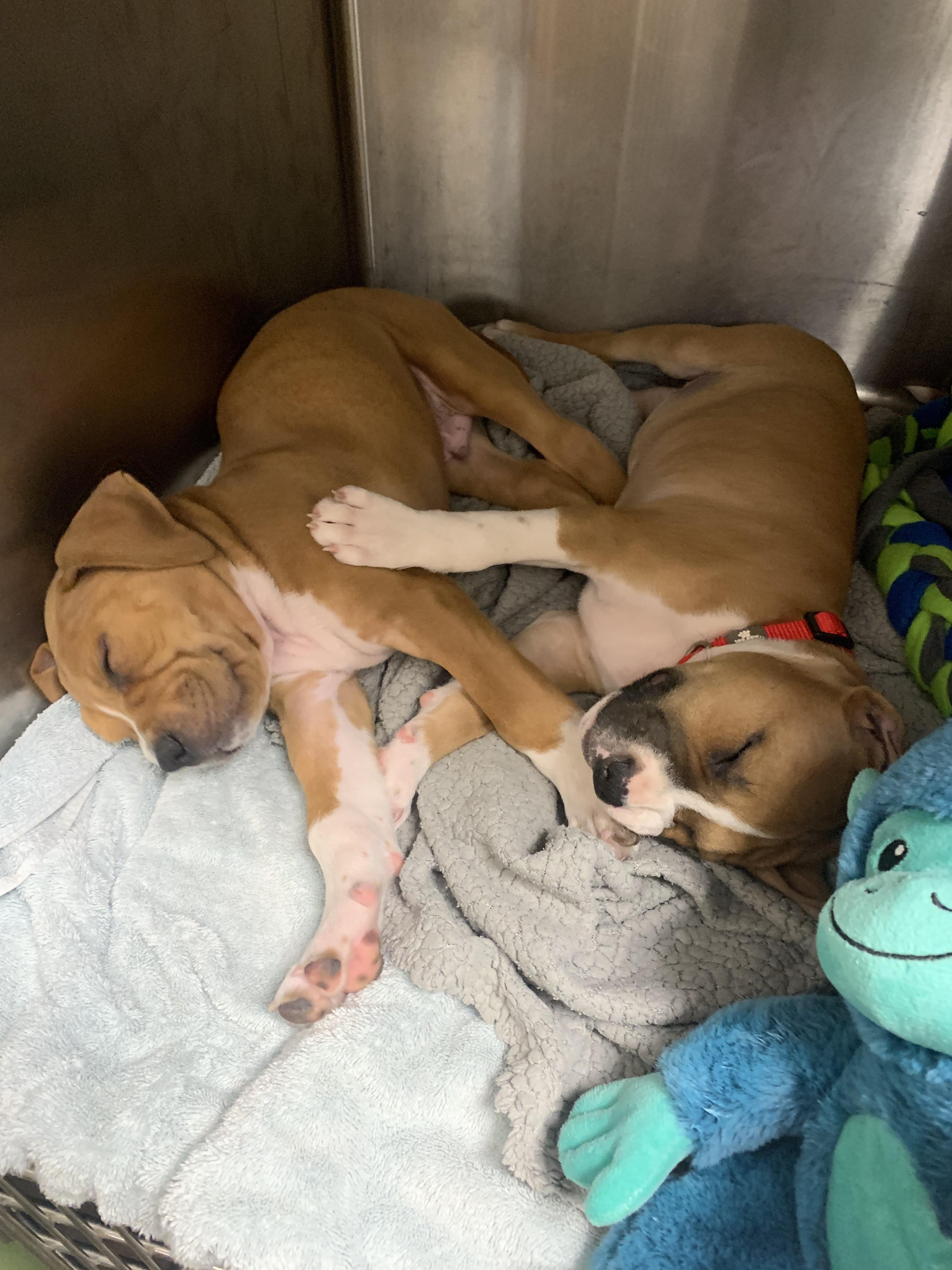 Aggression | Scrolller