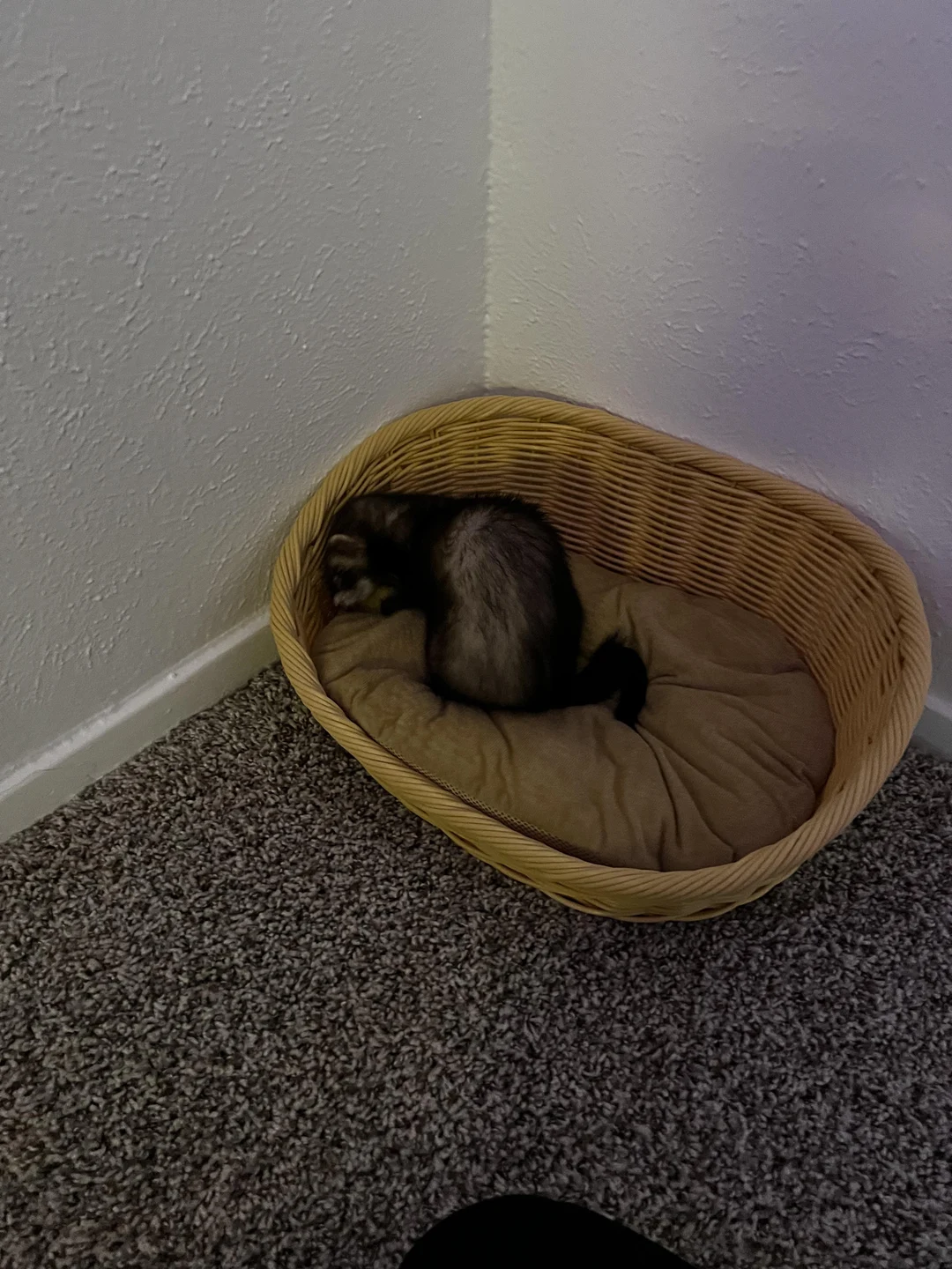 Discover more like Ferrets: Ferret sized pet beds at daiso!! (under $5 and super cute) and ...