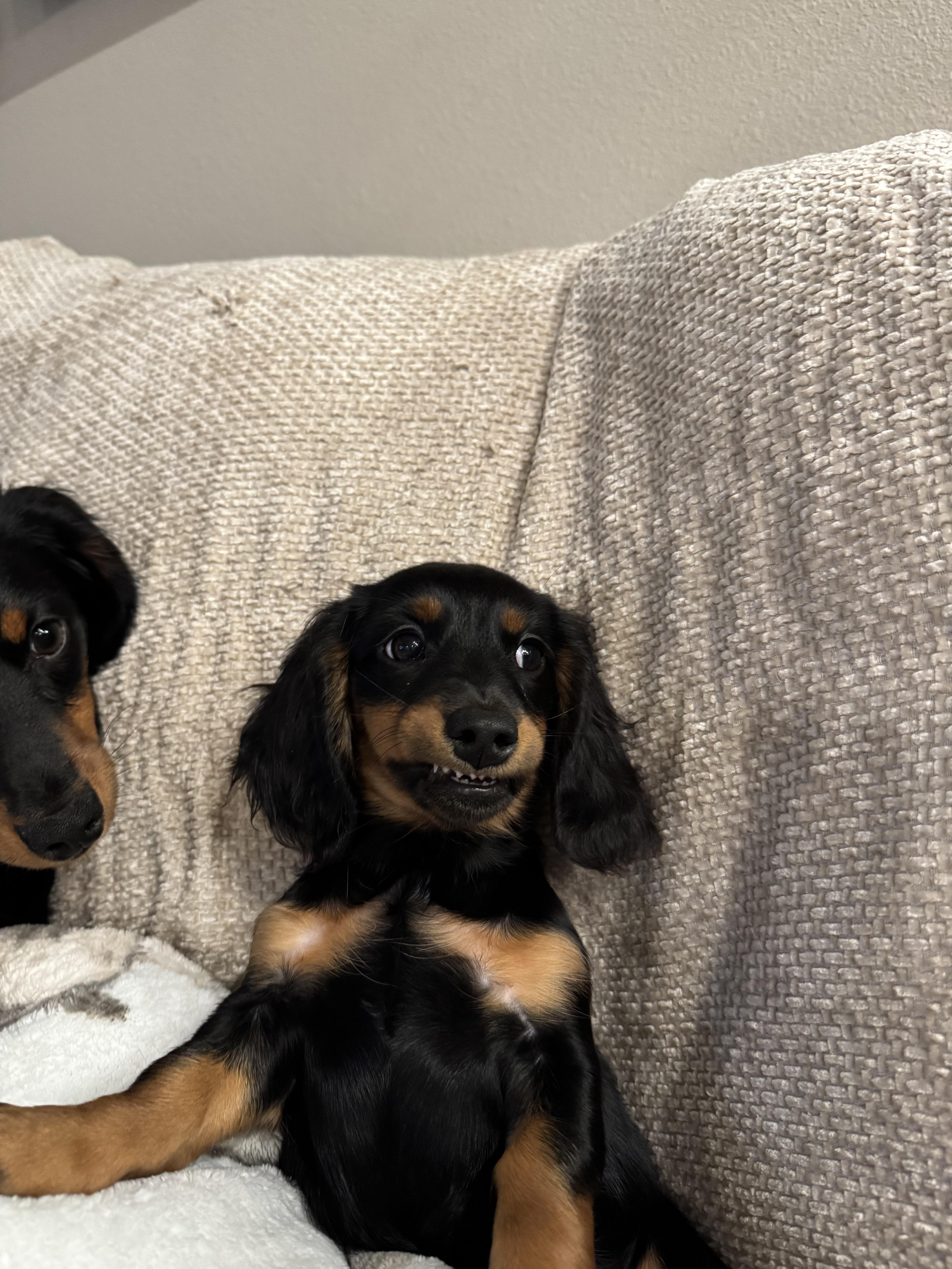 Ralph and his new sister, Olive! | Scrolller