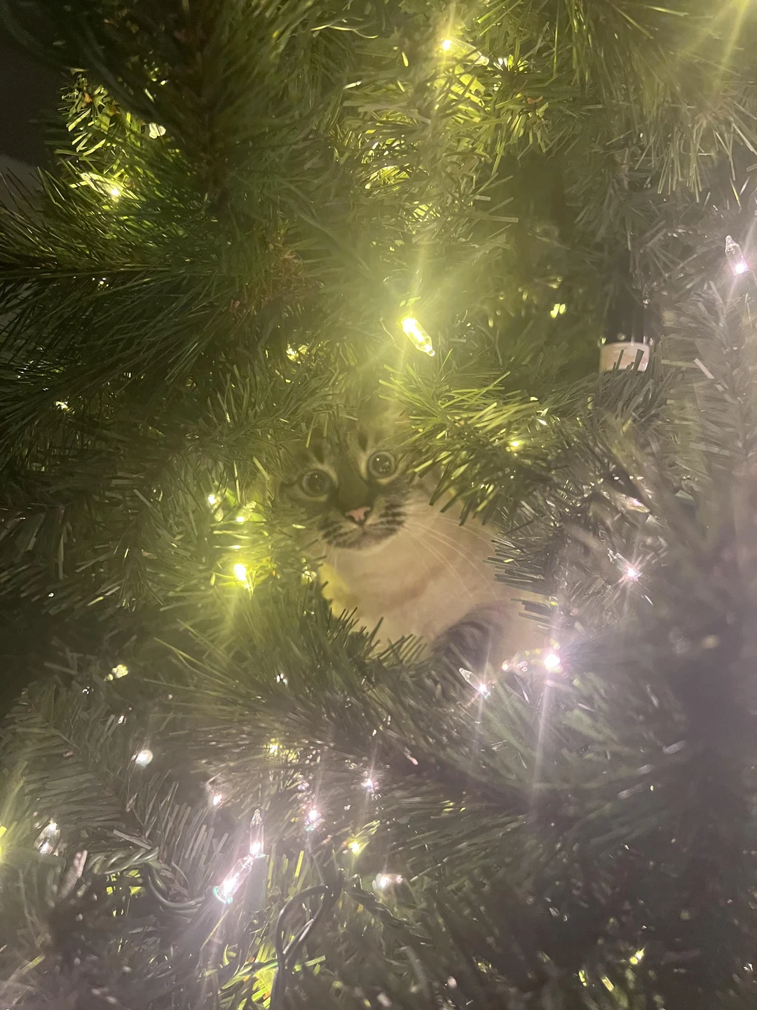 Gwen is the gift | Scrolller