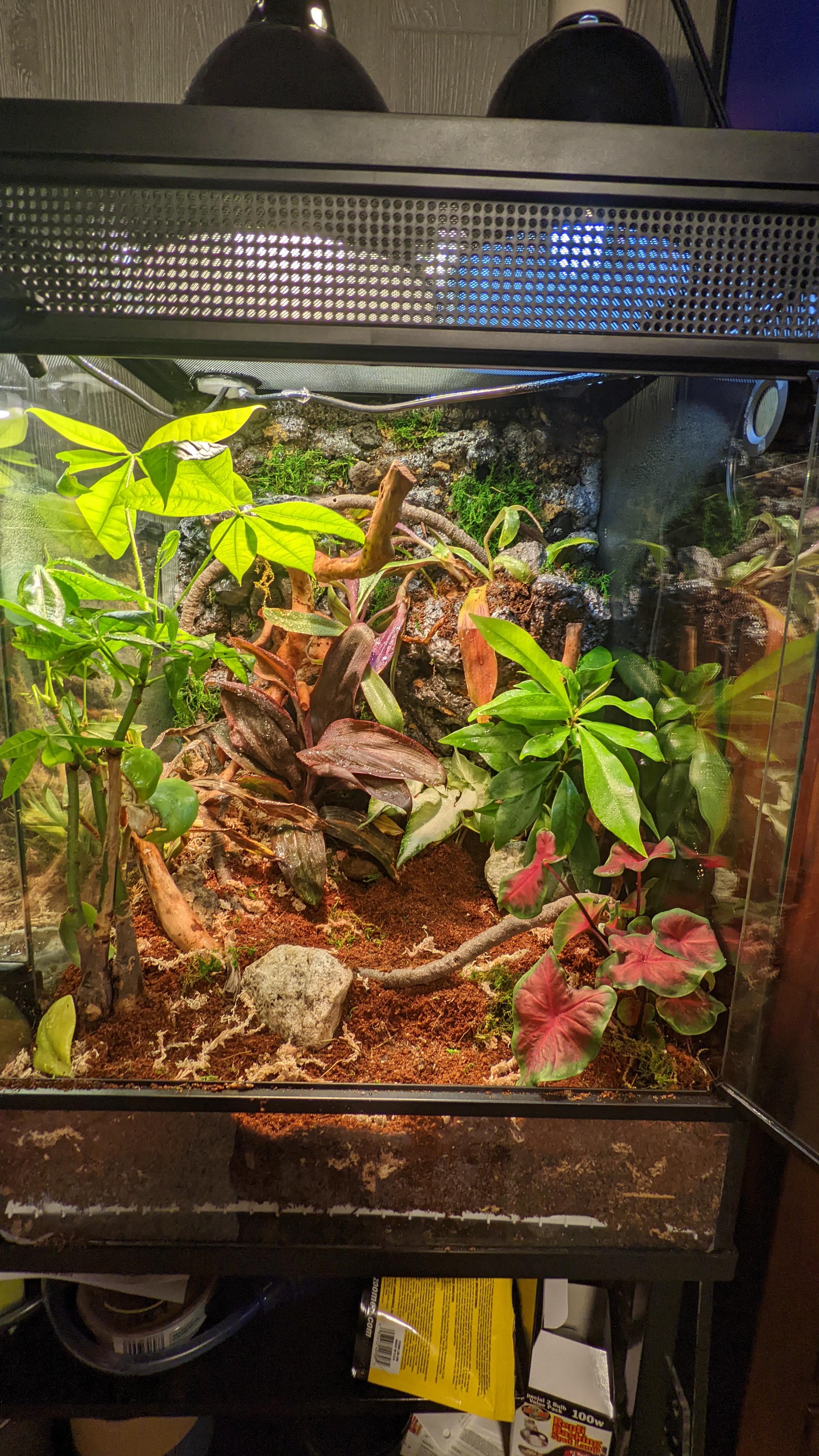Freshly finished giant day gecko terrarium | Scrolller