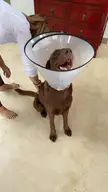 Rio is so proud of his cone | Scrolller