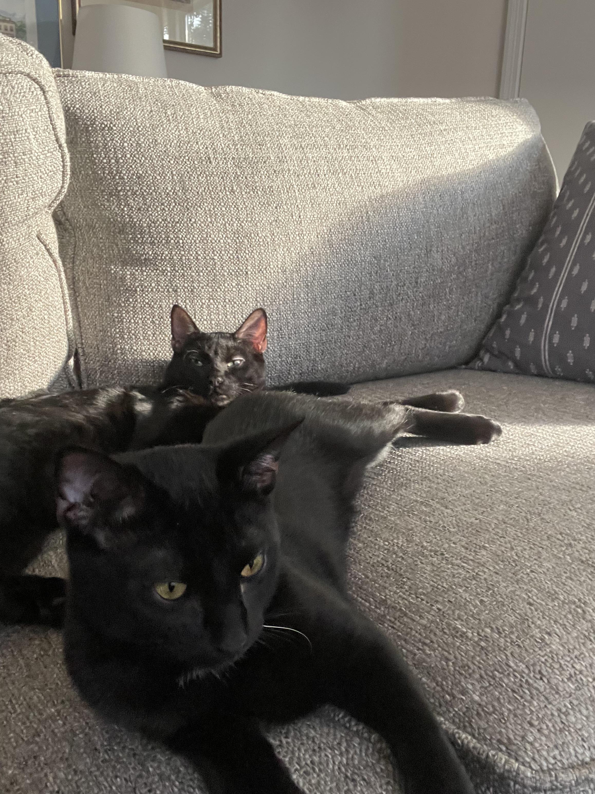 Sir Benny and Master Marvin cuddling together enjoying a late afternoon snooze | Scrolller