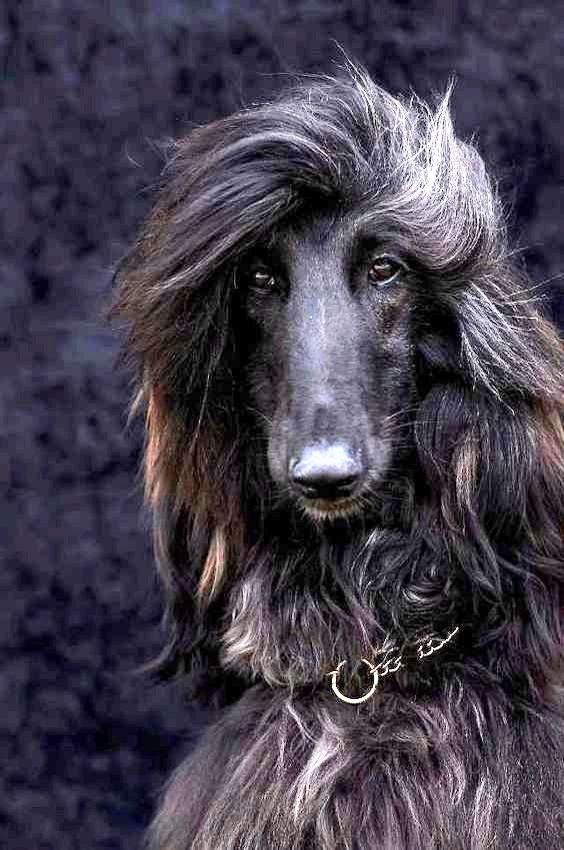 This Cute Afghan Hound 🐶 | Scrolller