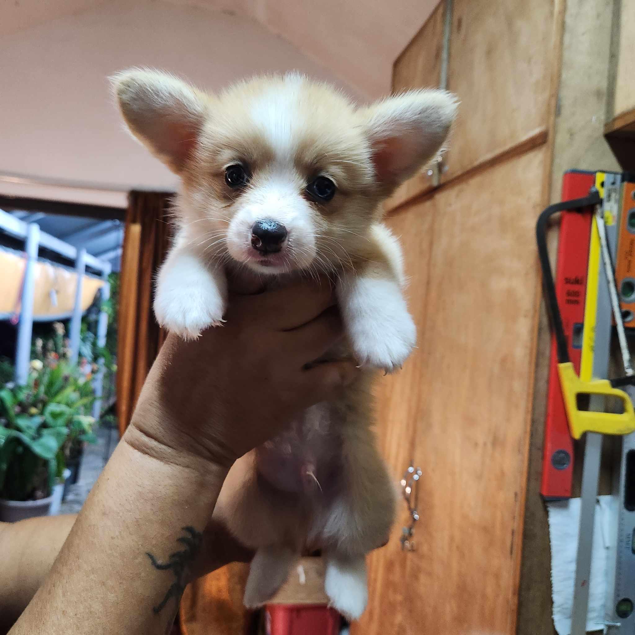 Discover more like Cute: Coco our corgi :) and Related Content | Scrolller
