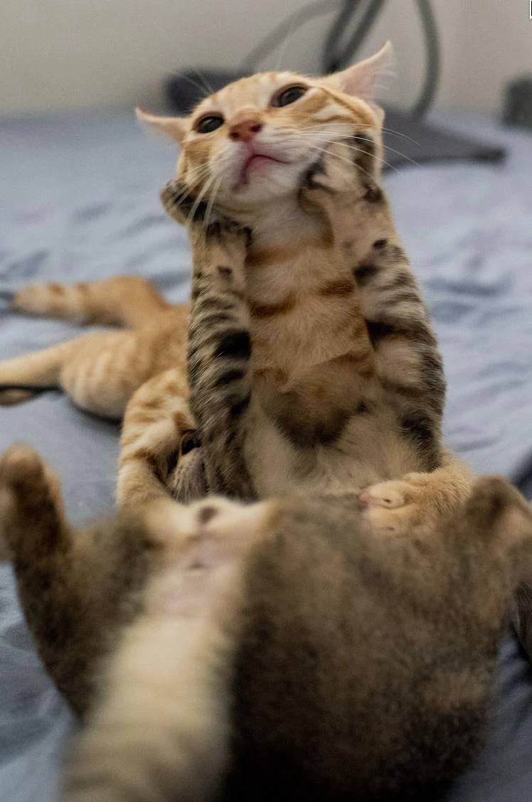 Captured this purfect moment of two of our foster kitten playing | Scrolller