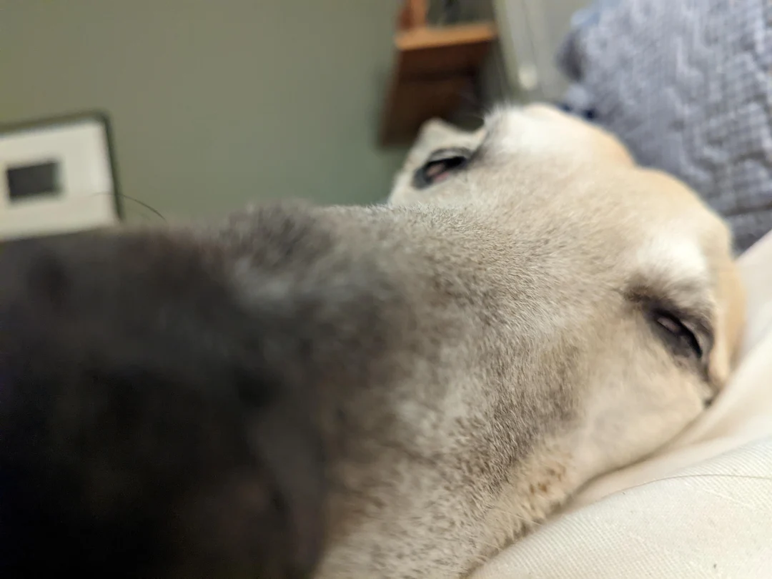 Rolled over in bed and wound up with a face full of snoot. | Scrolller