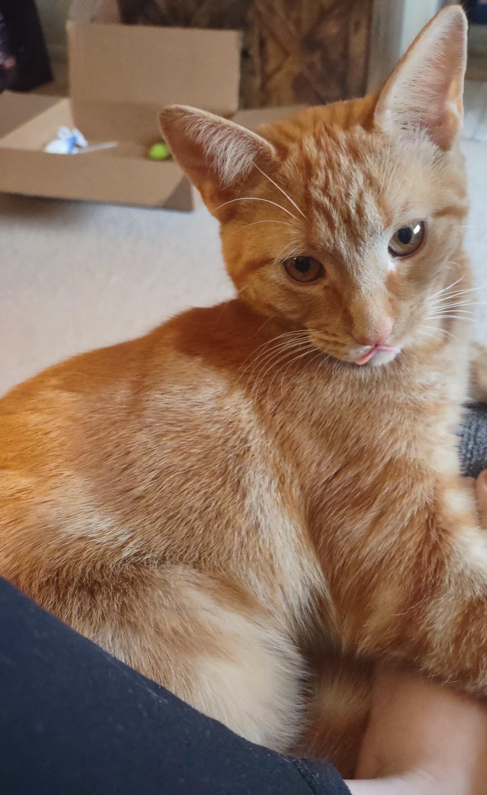 Small blep after biting my toe | Scrolller