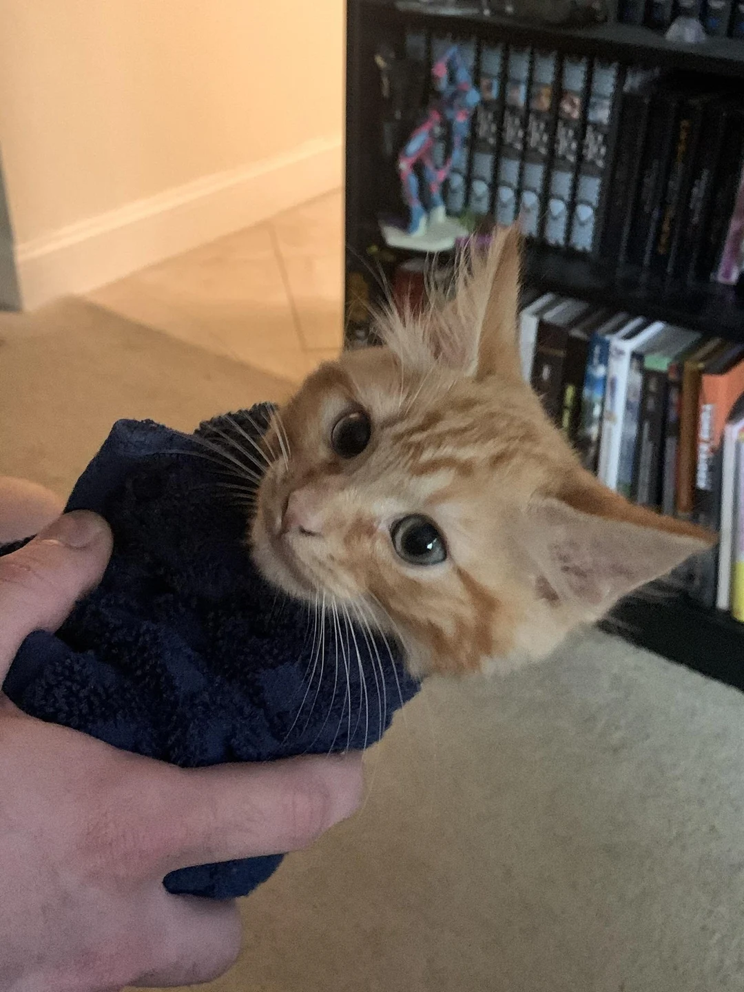 Purrito acquired | Scrolller