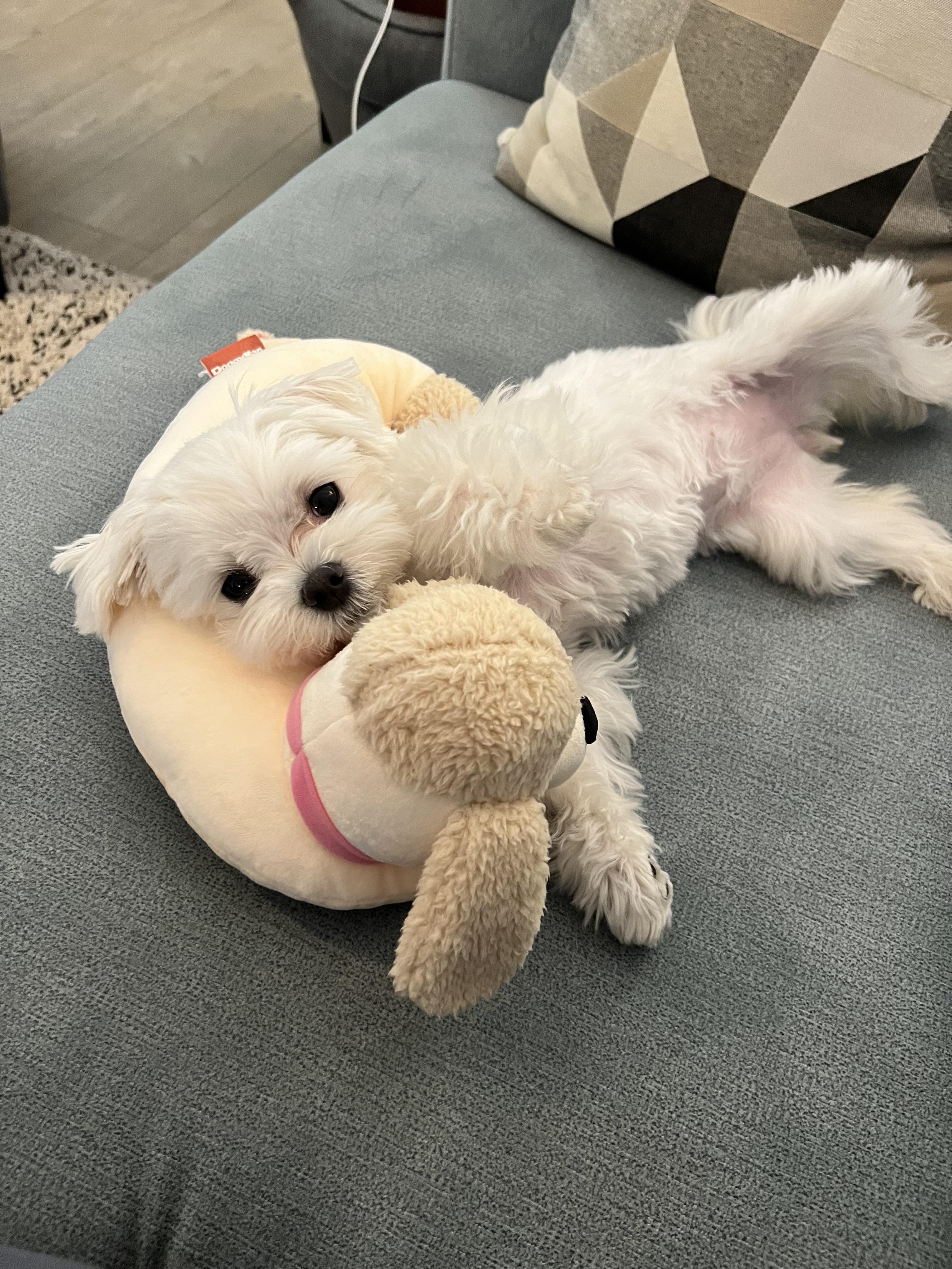 Vanilla💕 | Scrolller