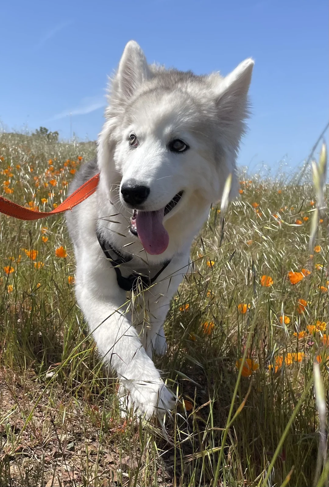 Some photos from Chloe’s first hike! | Scrolller