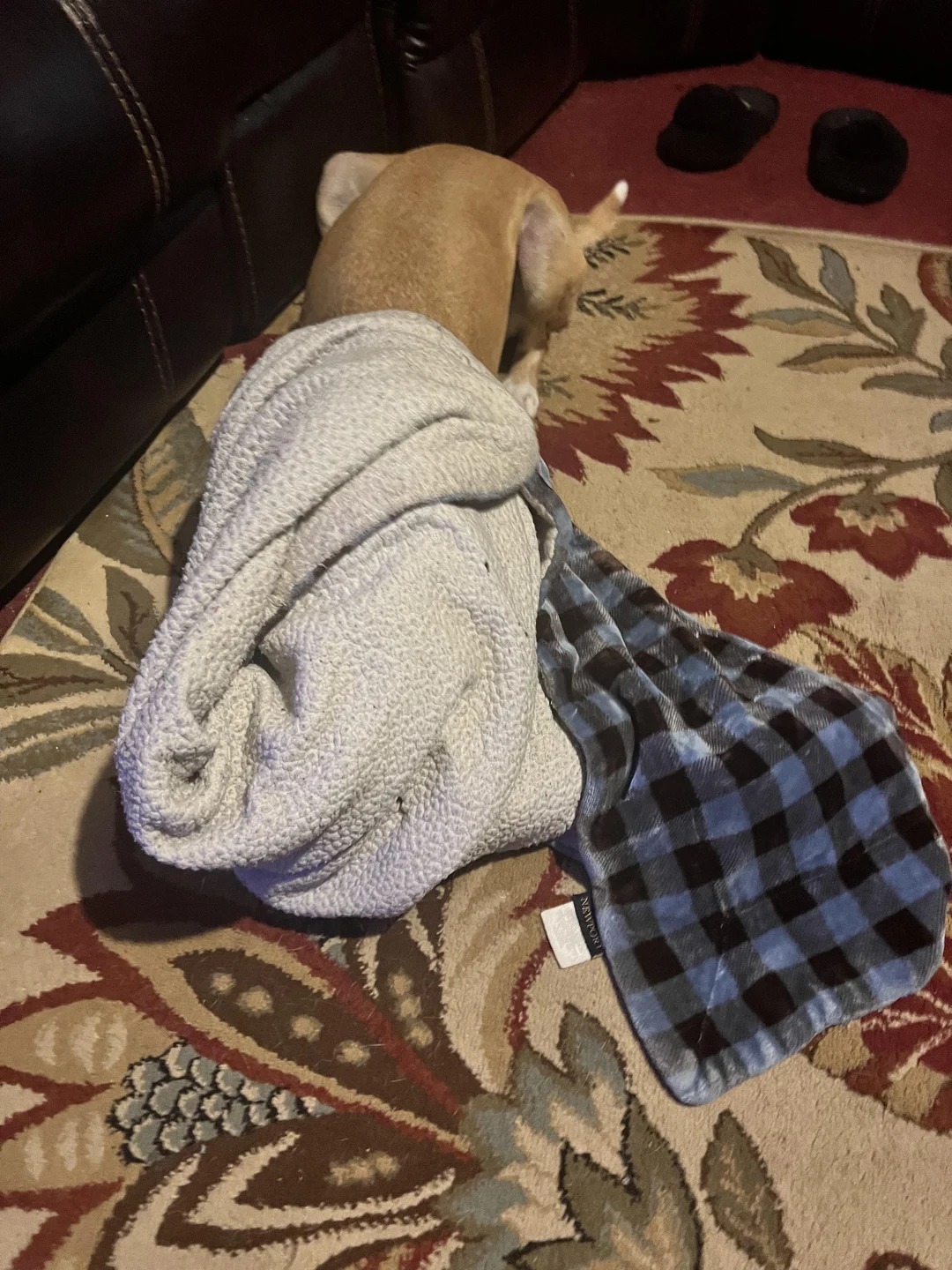 My brother did this and she just kept nibbling on the blanket | Scrolller