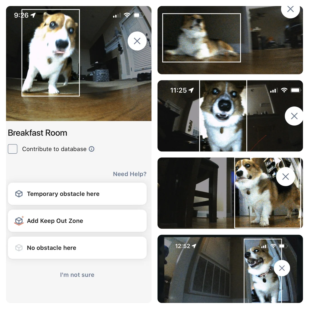 I have 2 dogs & a cat, but somehow my corgi is always in the roomba’s way. | Scrolller