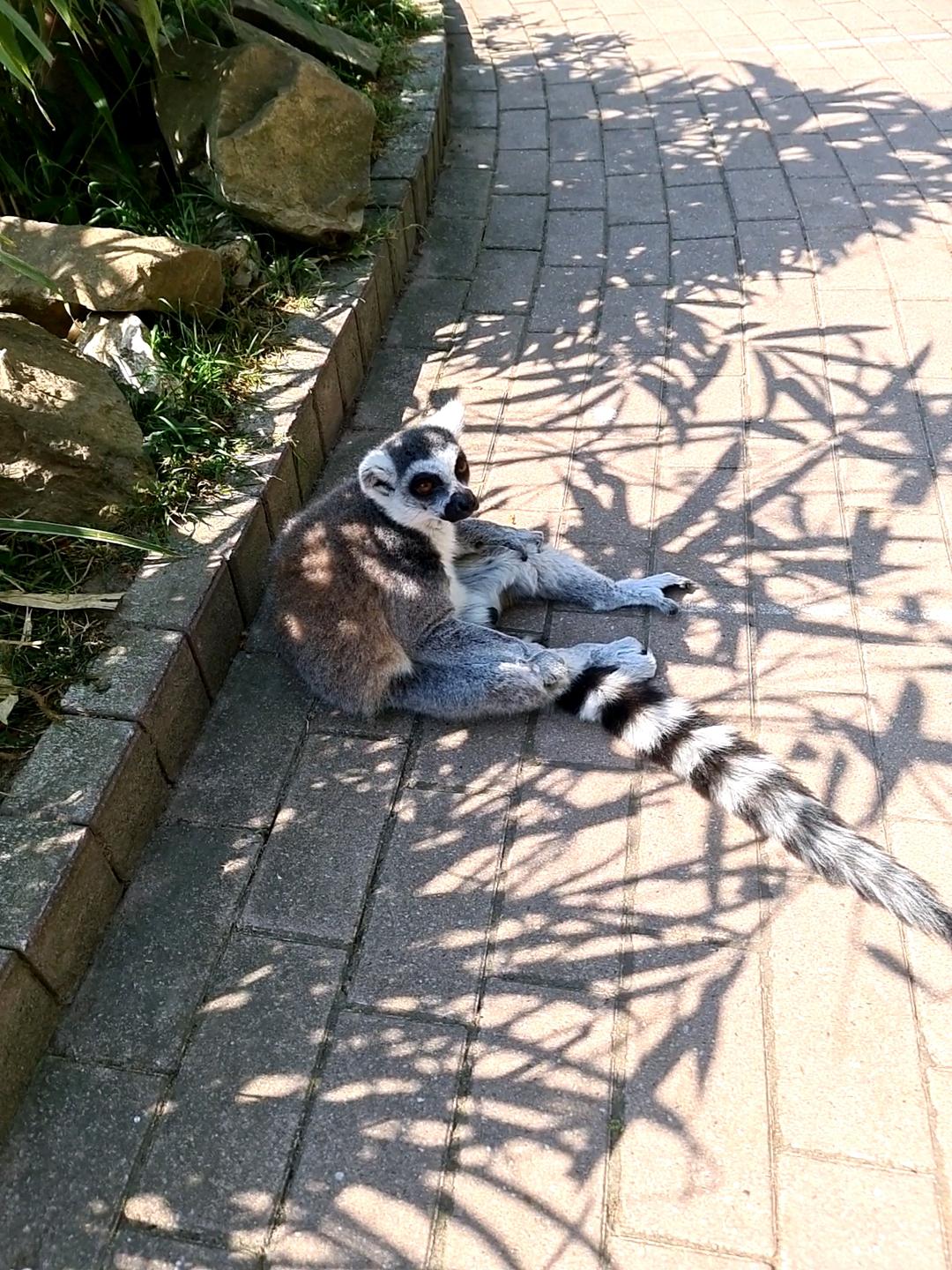 [OC] Just a lemur chilling | Scrolller