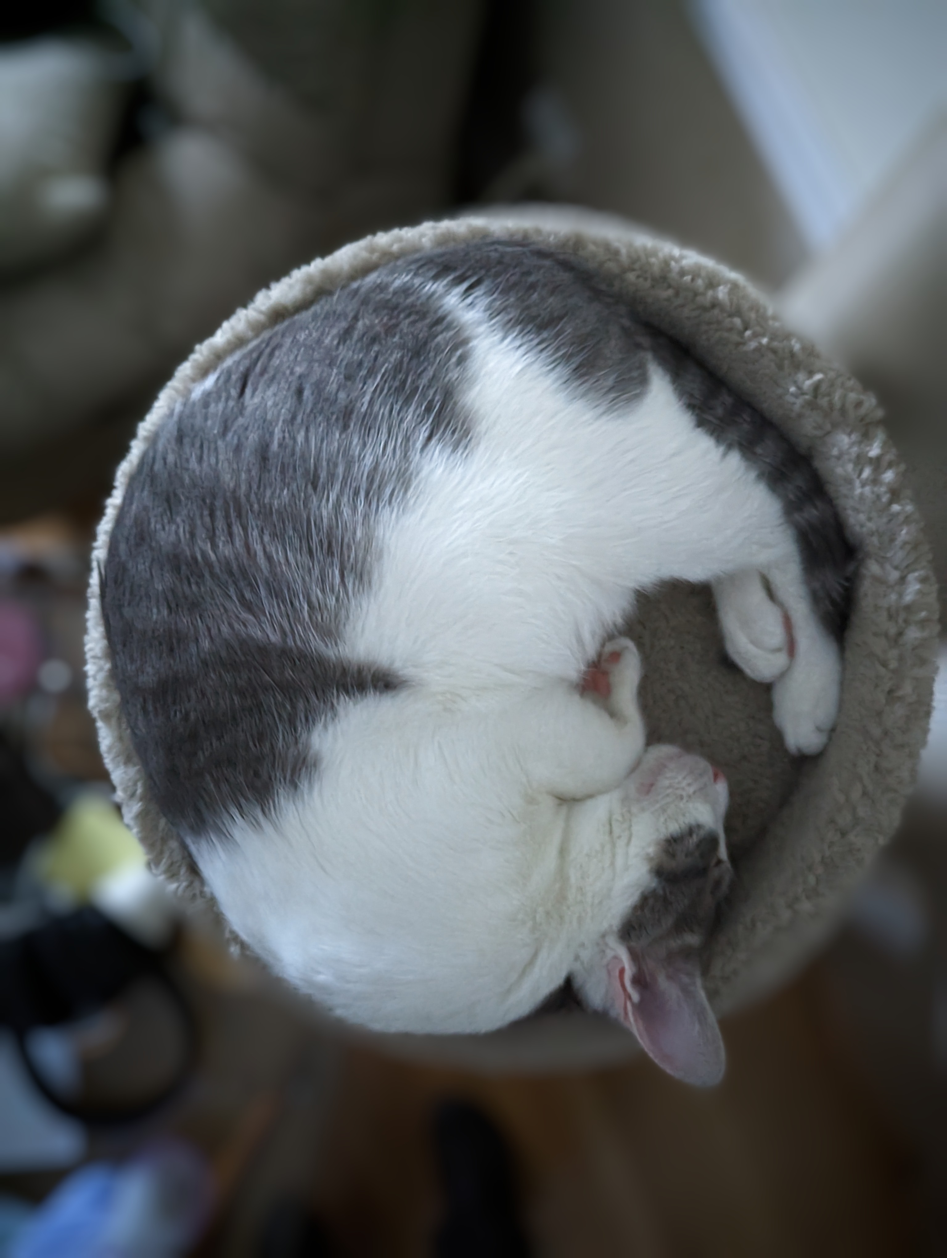 Floof in his tree | Scrolller