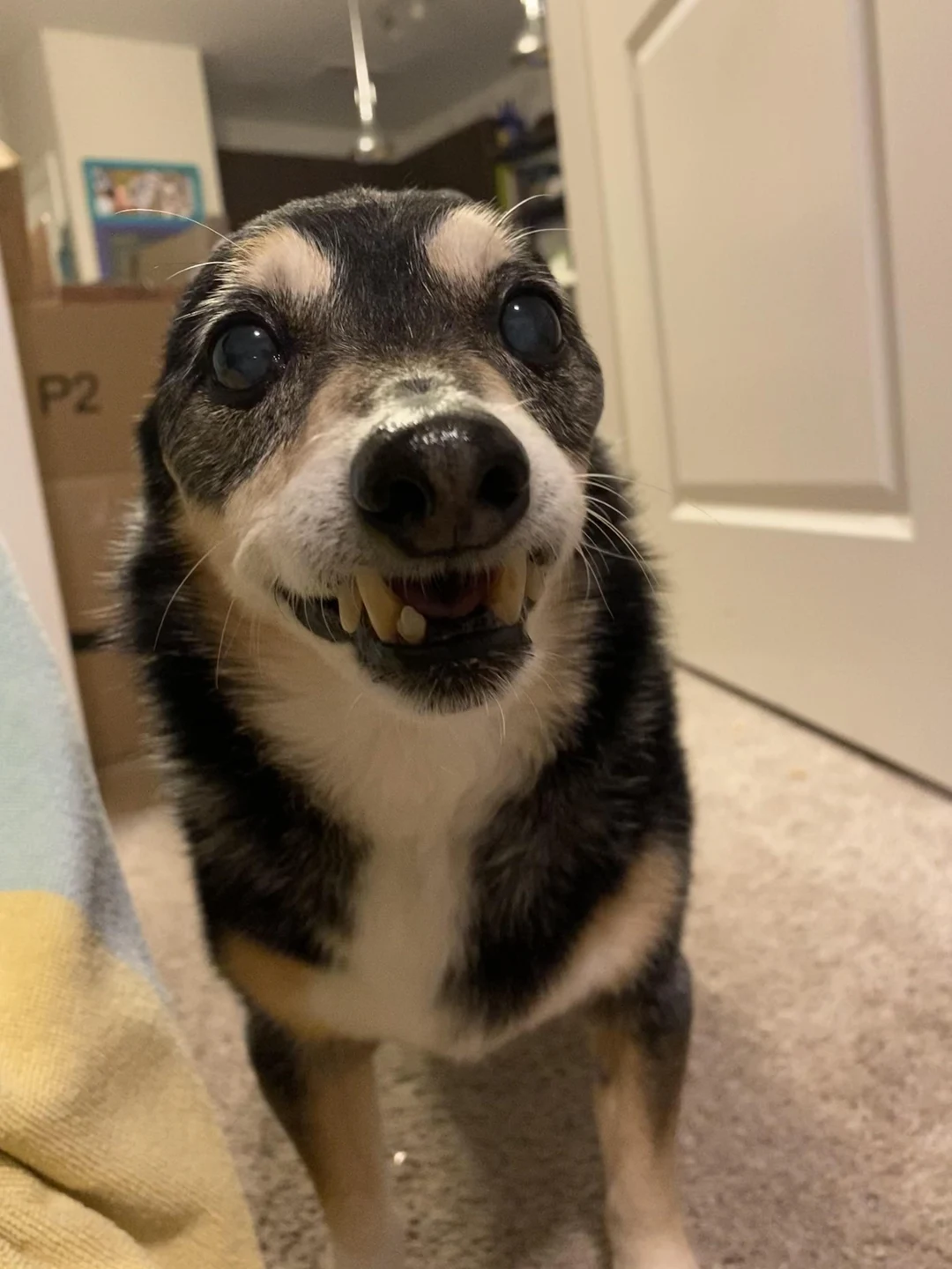 Missing most of his teeth and they still somehow don’t fit in his tiny mouth! | Scrolller