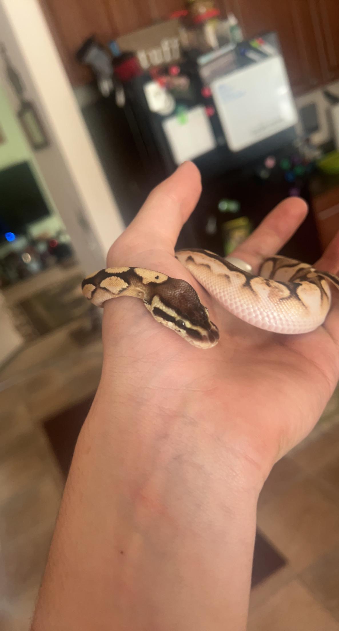 All of my noodles! | Scrolller