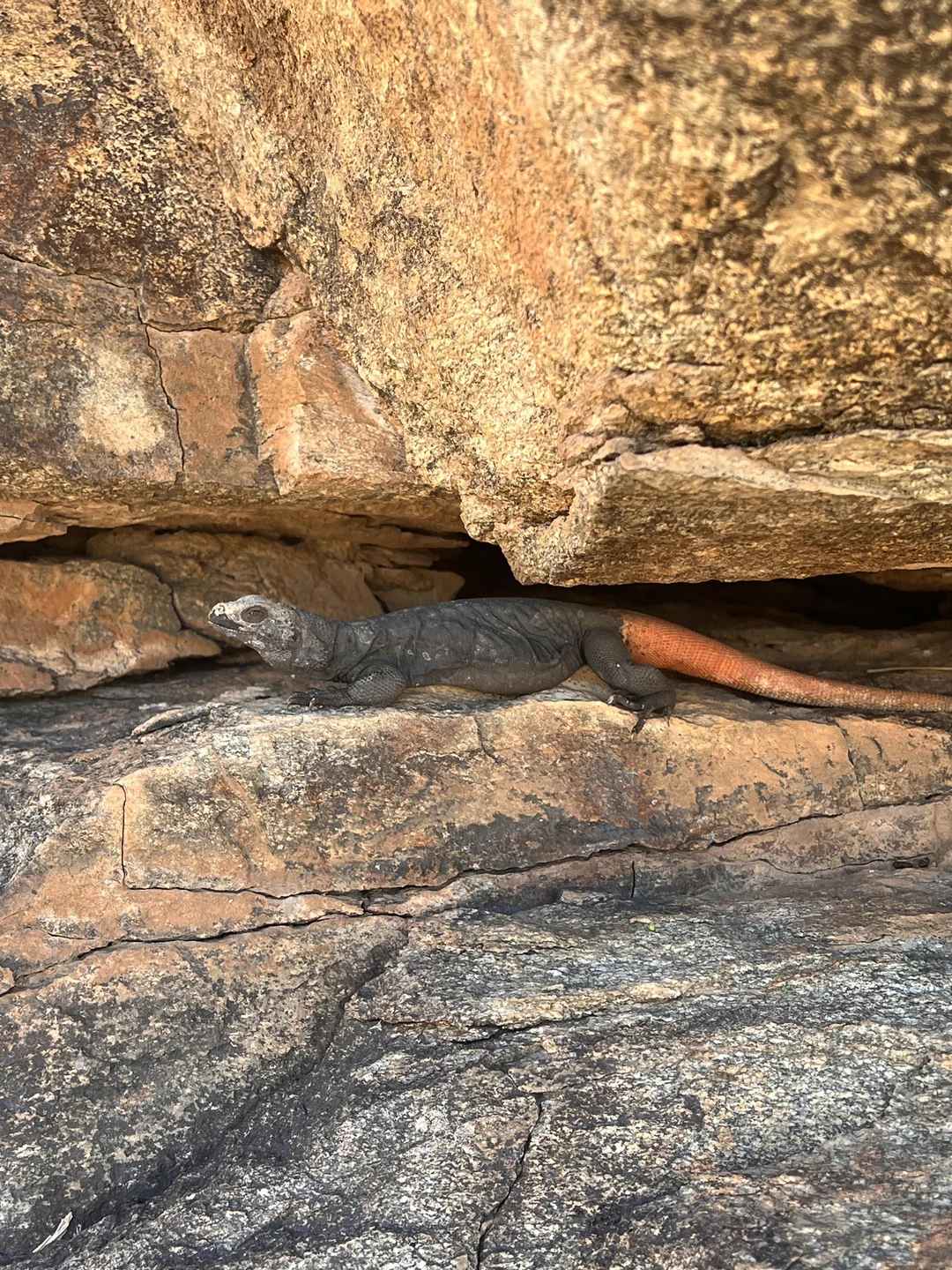 Anyone know this lizard species | Scrolller