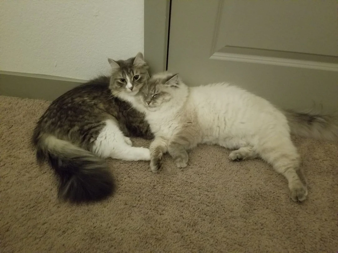 Samson and Vanilla are getting along! | Scrolller