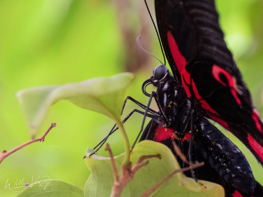 Black and Red Butterfly | Scrolller