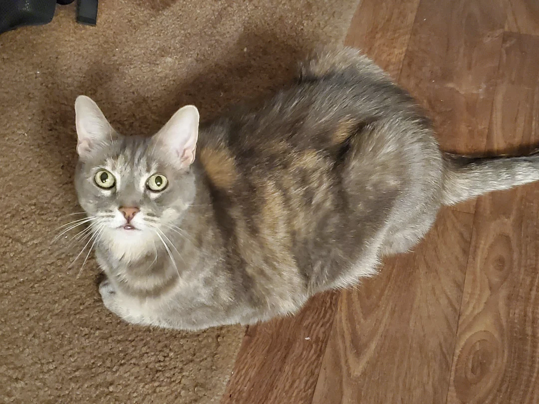 Marbled loaf. A little lumpy but I'd say a solid 8/10 rustic loaf. | Scrolller
