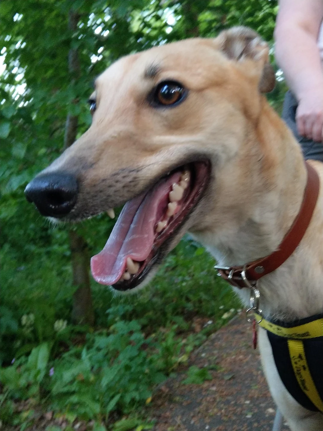 My best mate (Pete) on a walk | Scrolller