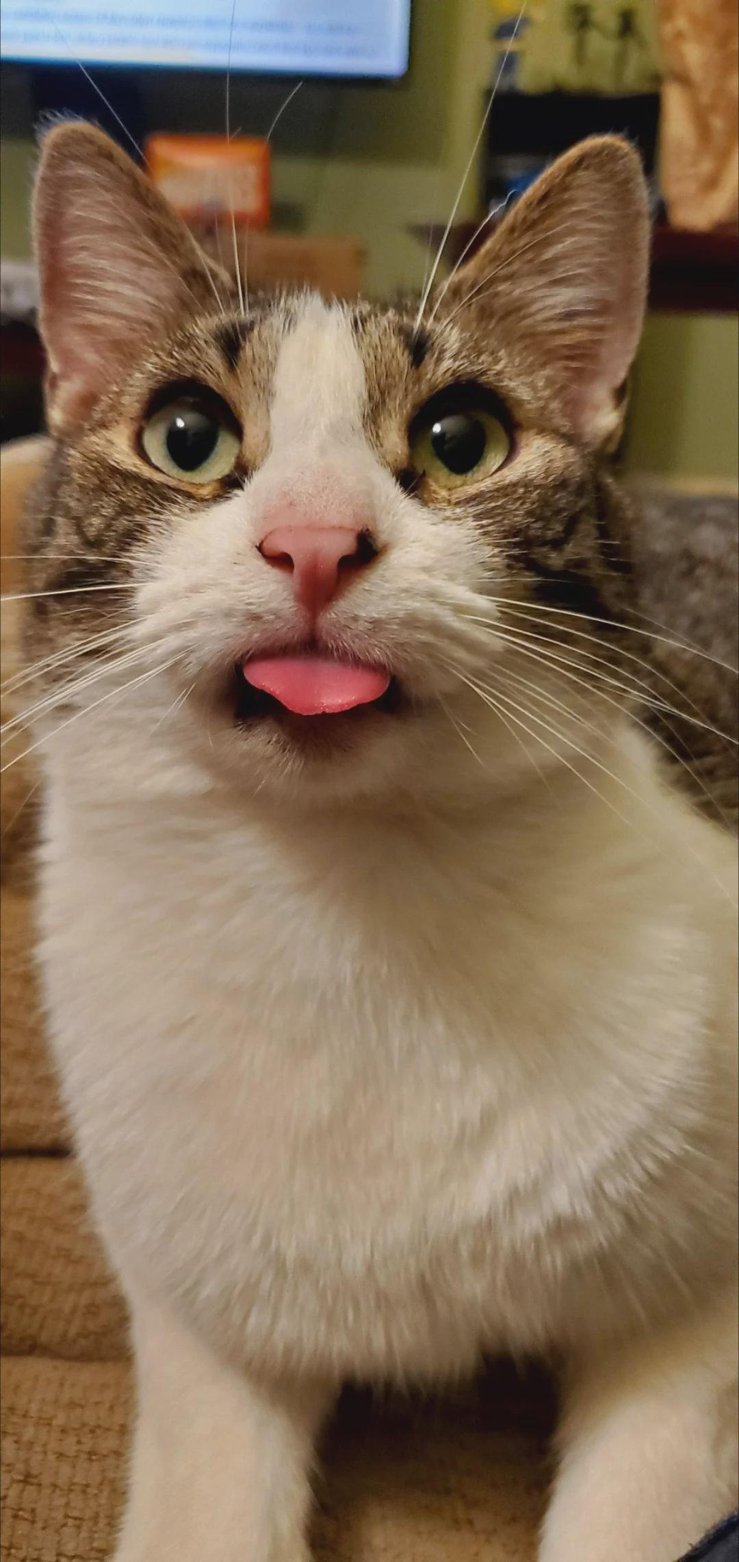 My little Zorro's big blep | Scrolller