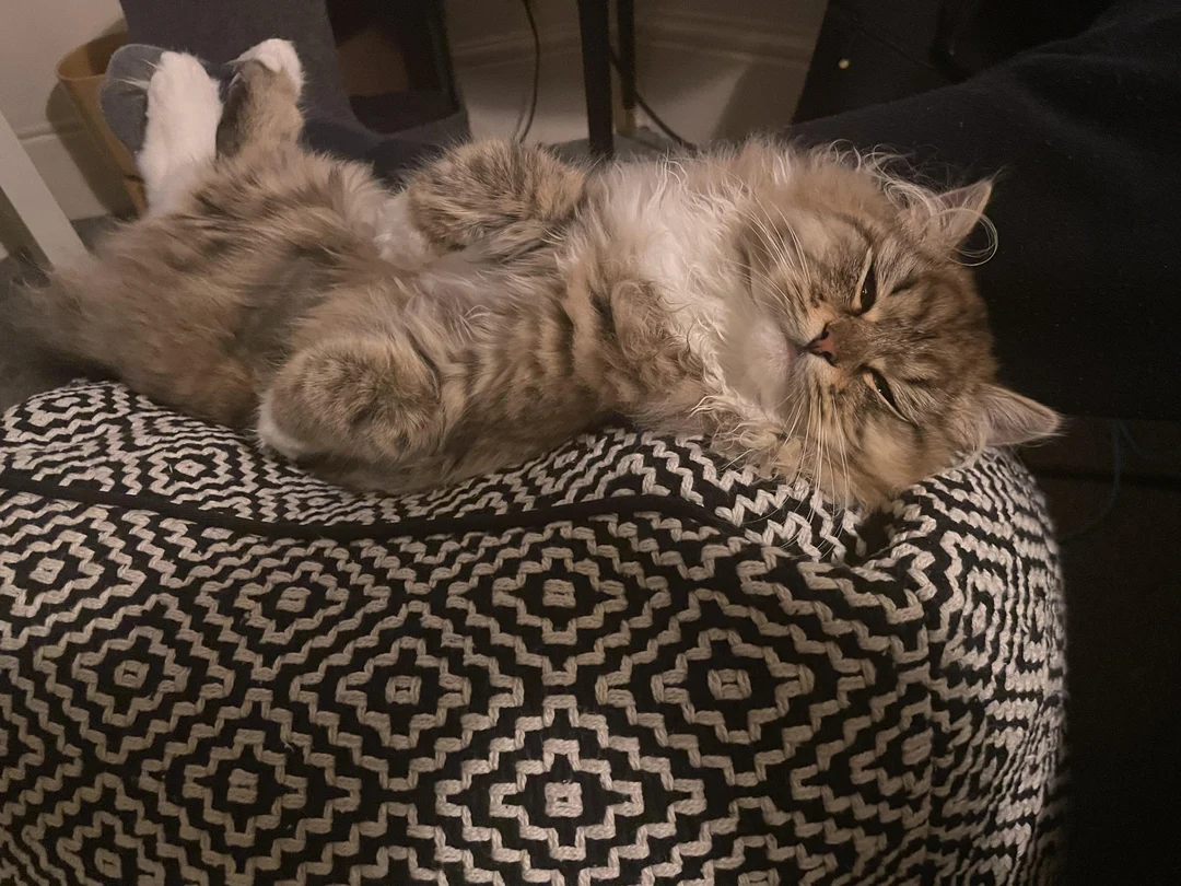 One of Queenie’s many sleeping positions | Scrolller