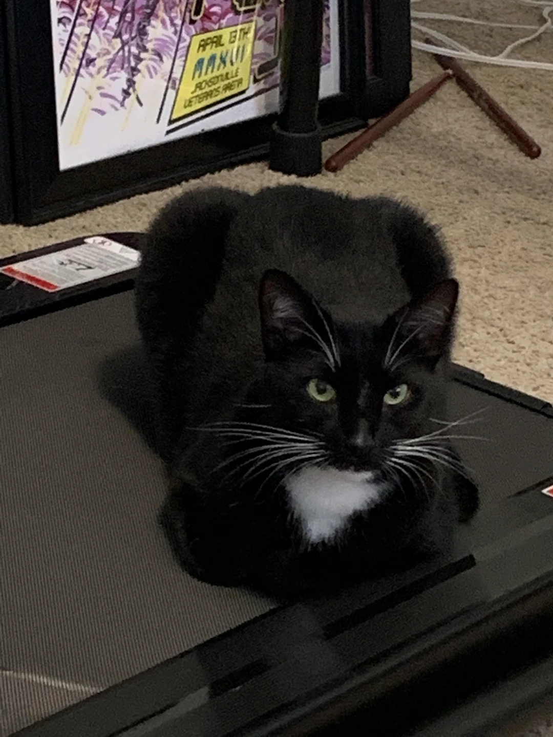 Angry loaf | Scrolller
