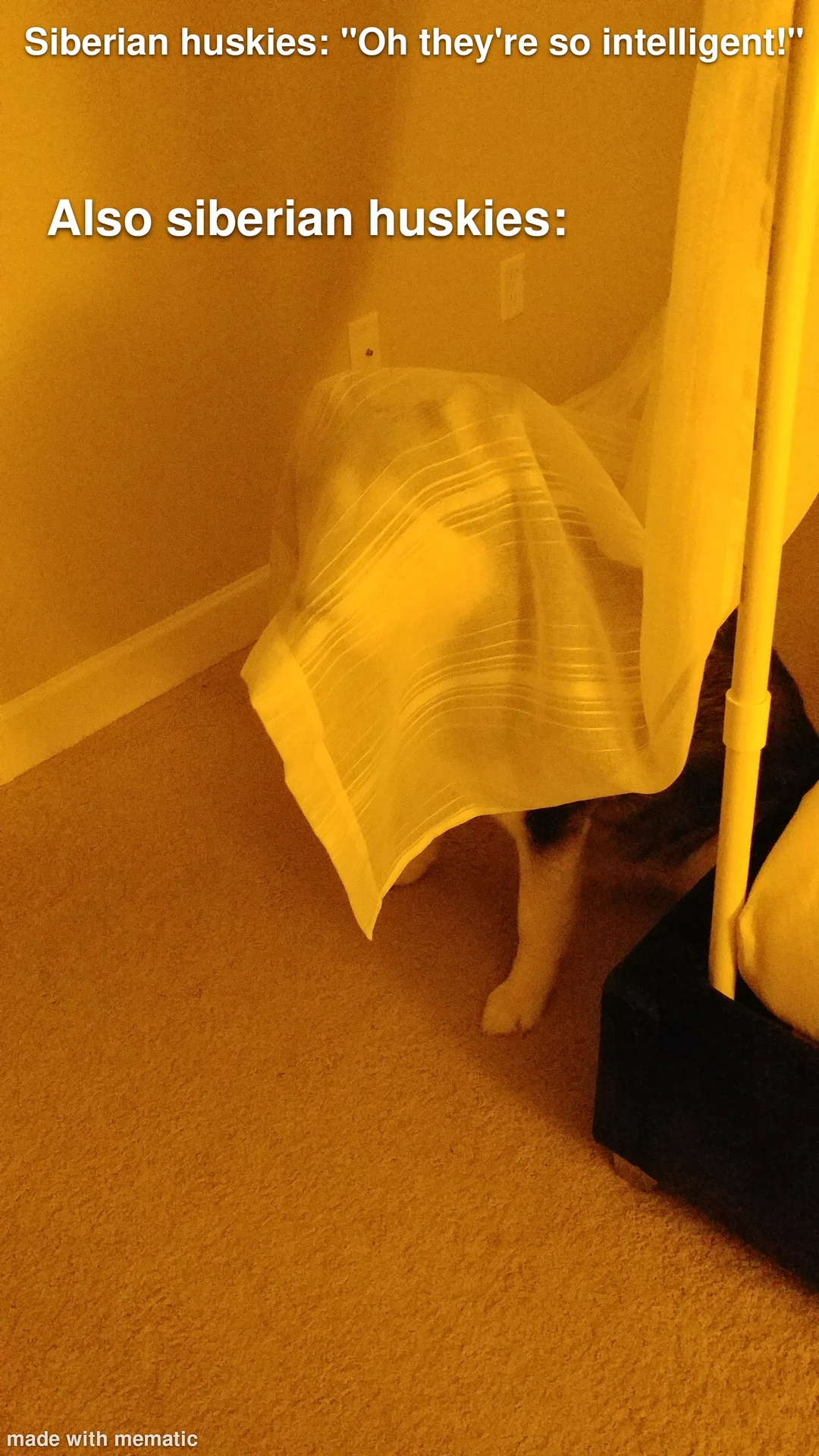 "Huskies are so smart!" | Scrolller