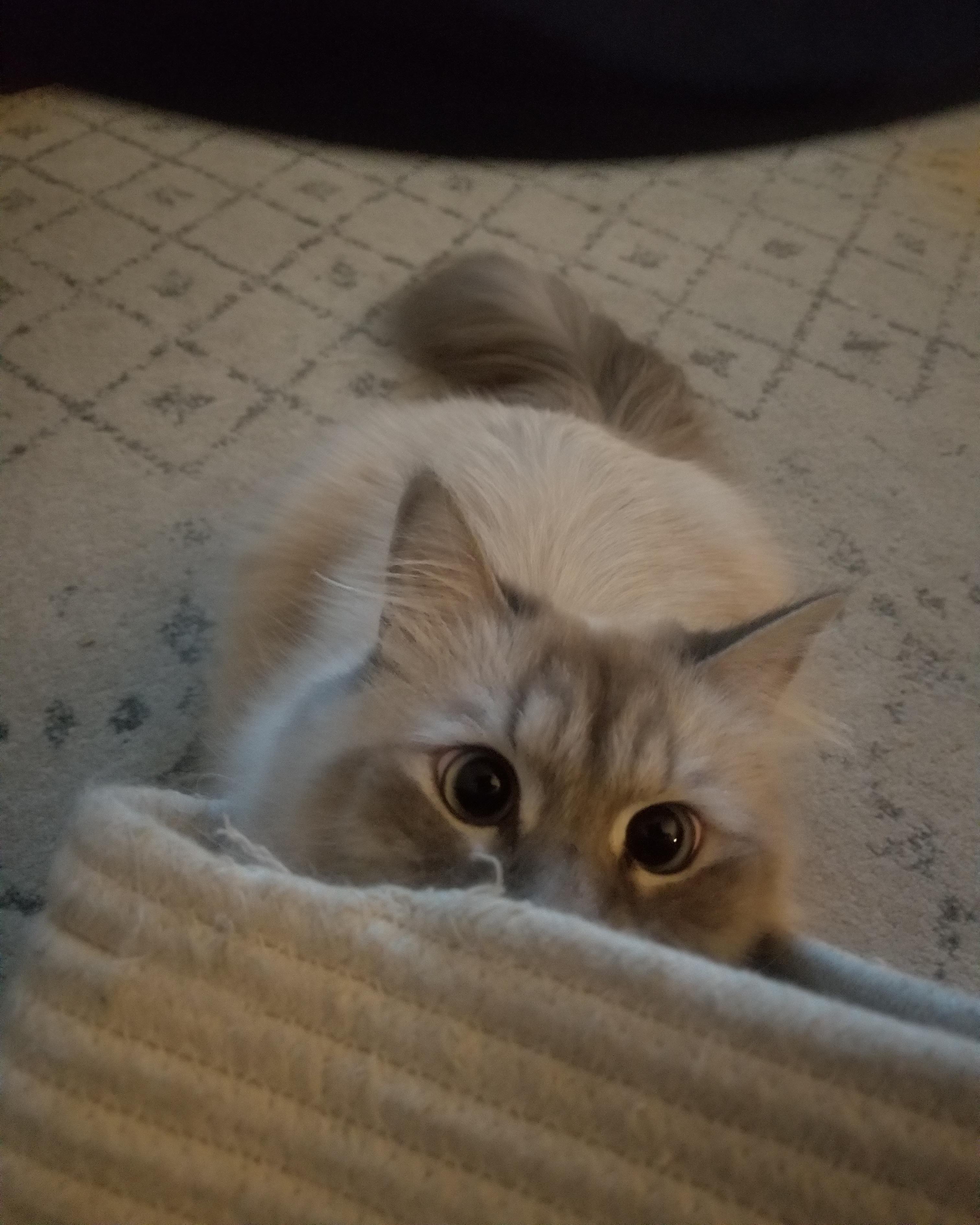 Vanilla! | Scrolller