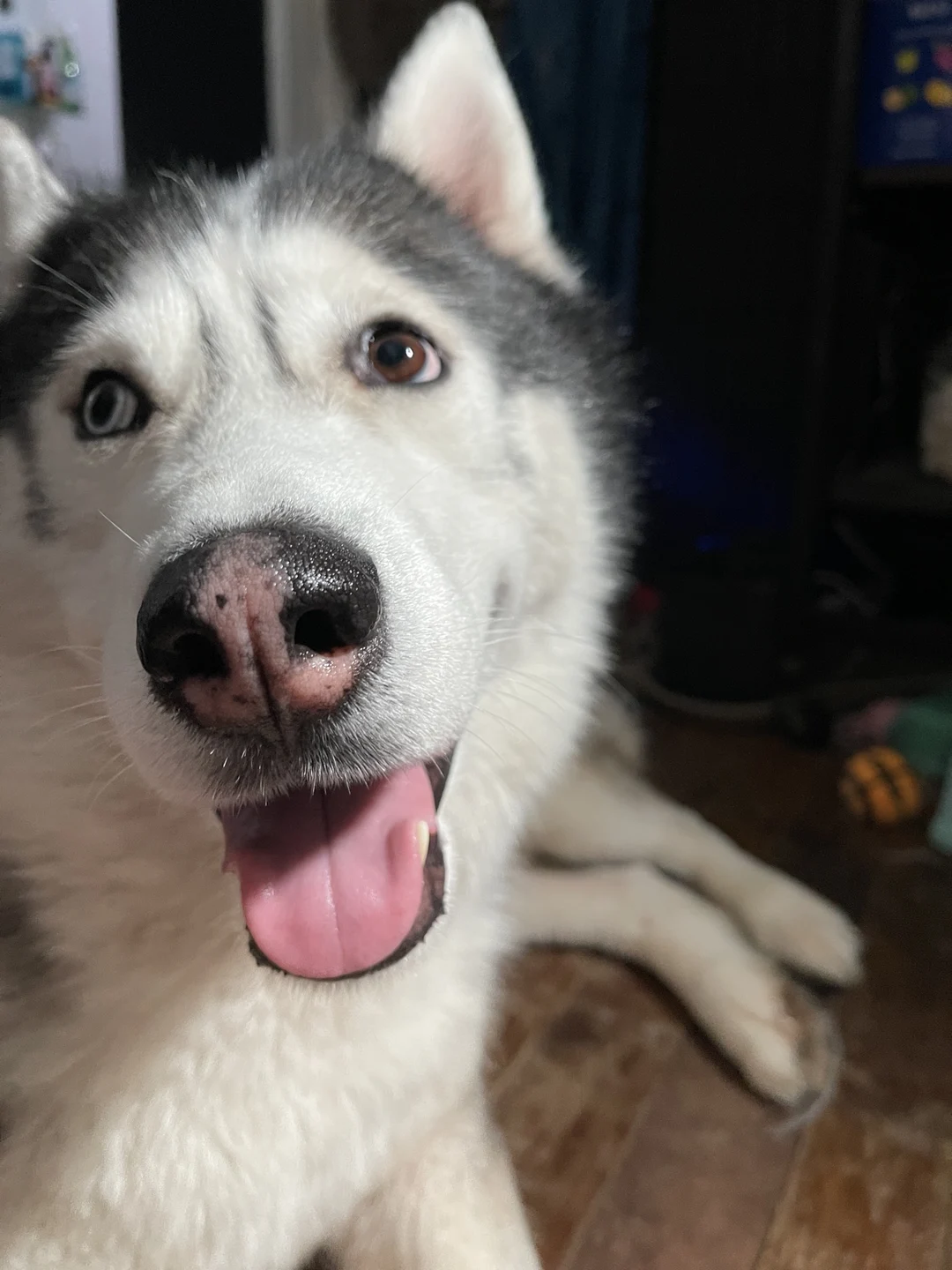 huskies have the best derp face | Scrolller