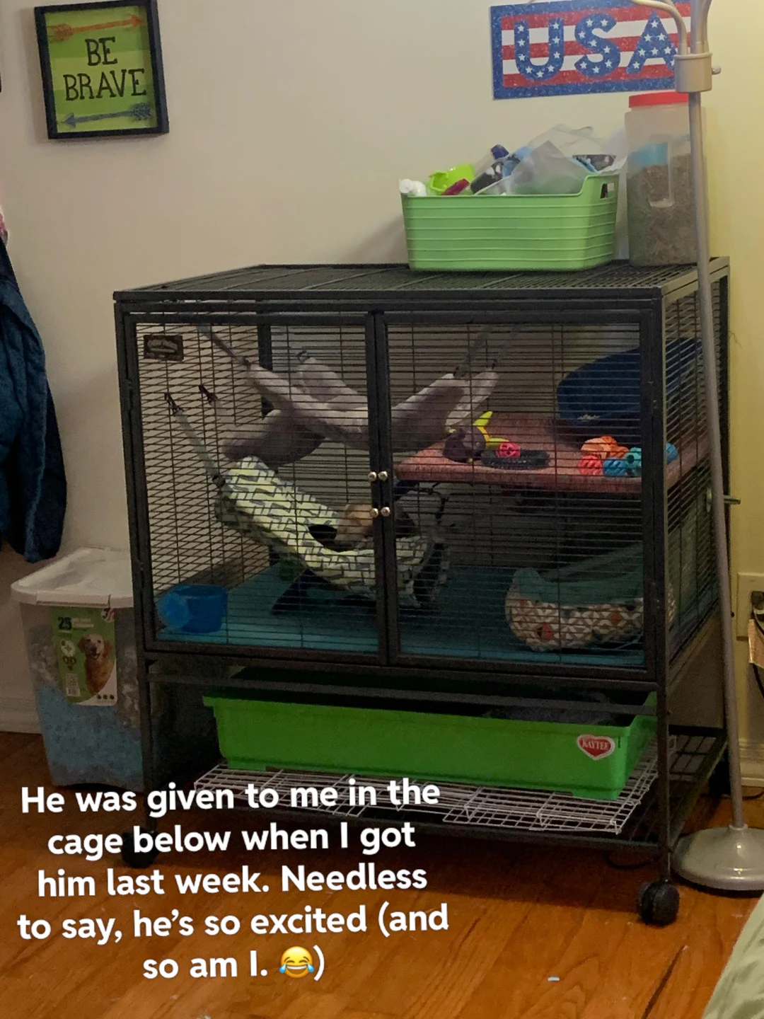 Critter/Ferret Nation cages are the best. I missed having one so much. | Scrolller