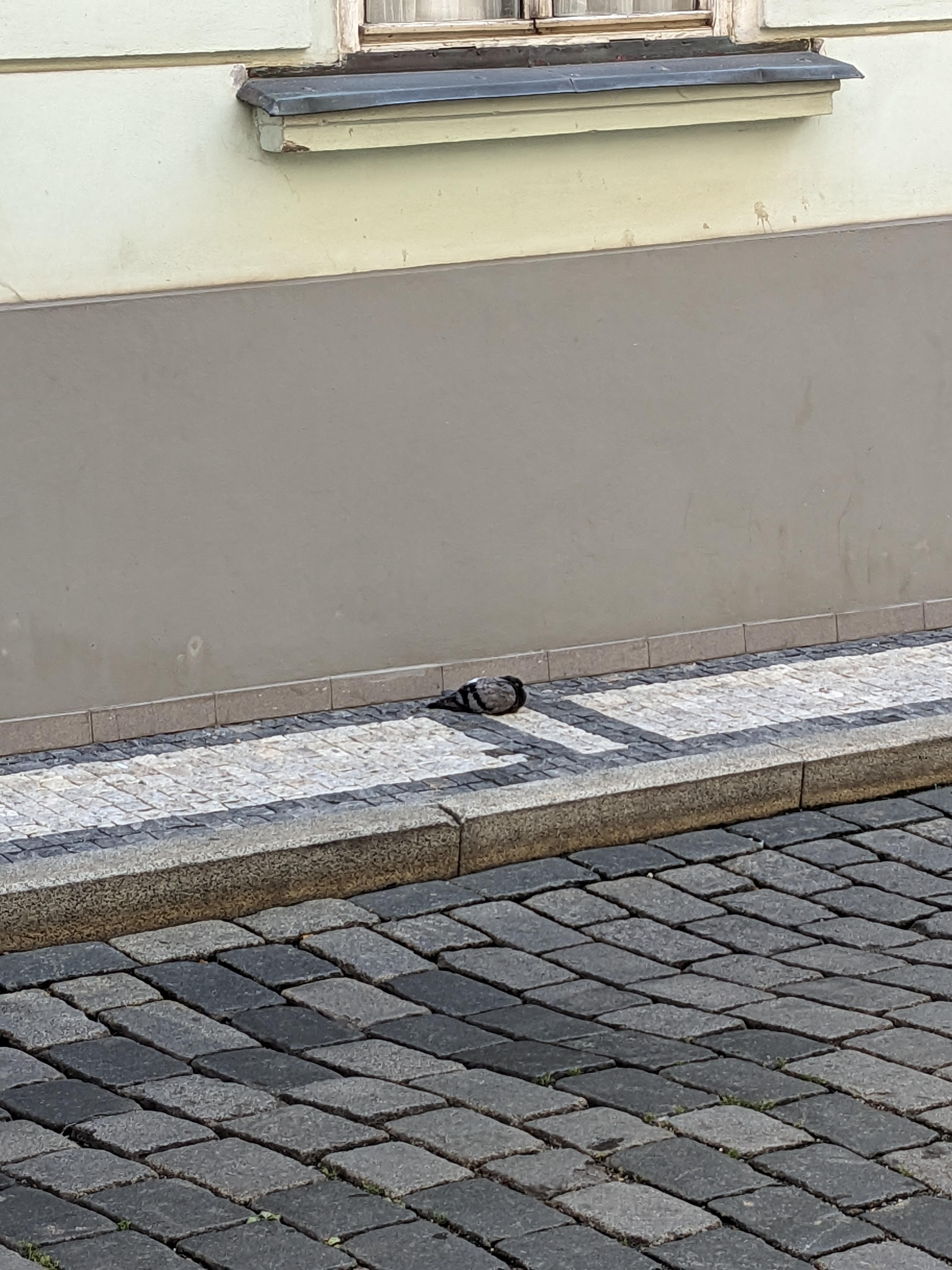 There's a wounded pigeon on a sidewalk :( | Scrolller