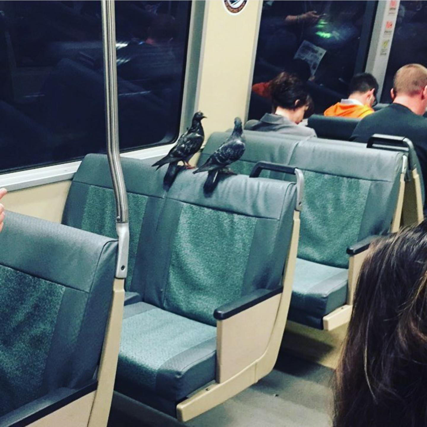 Pigeons taking BART (San Francisco Bay Area) | Scrolller