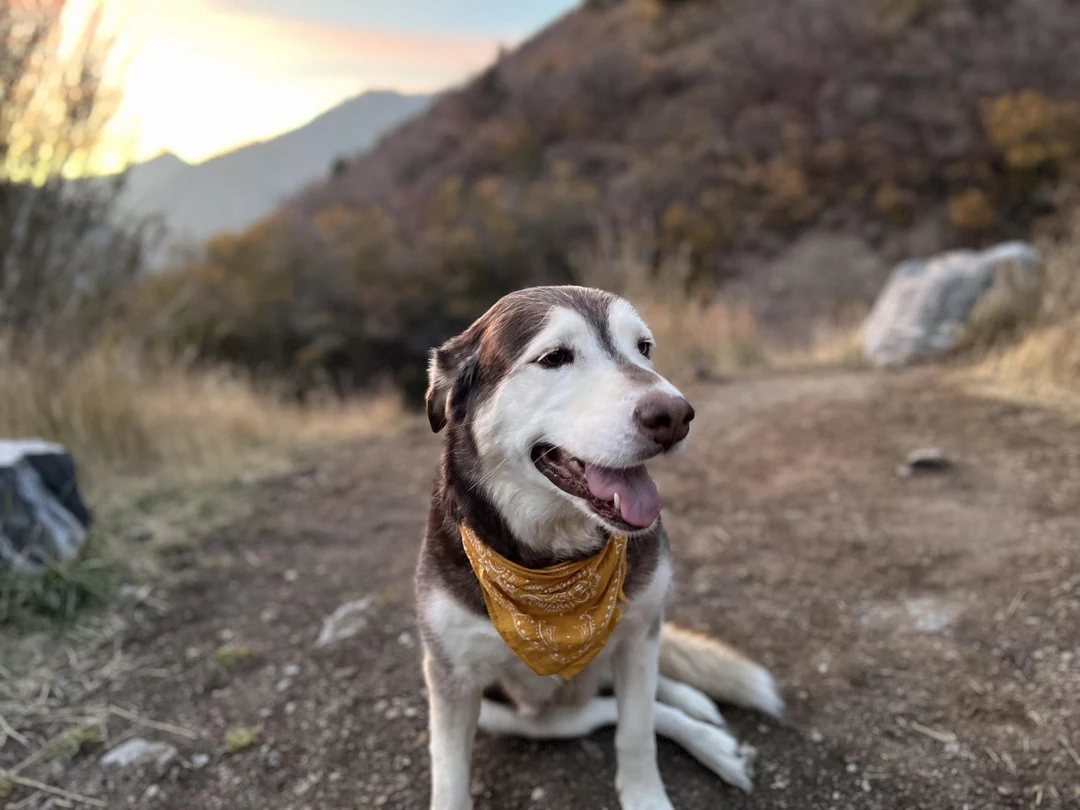 Hip brace for OA? | Scrolller