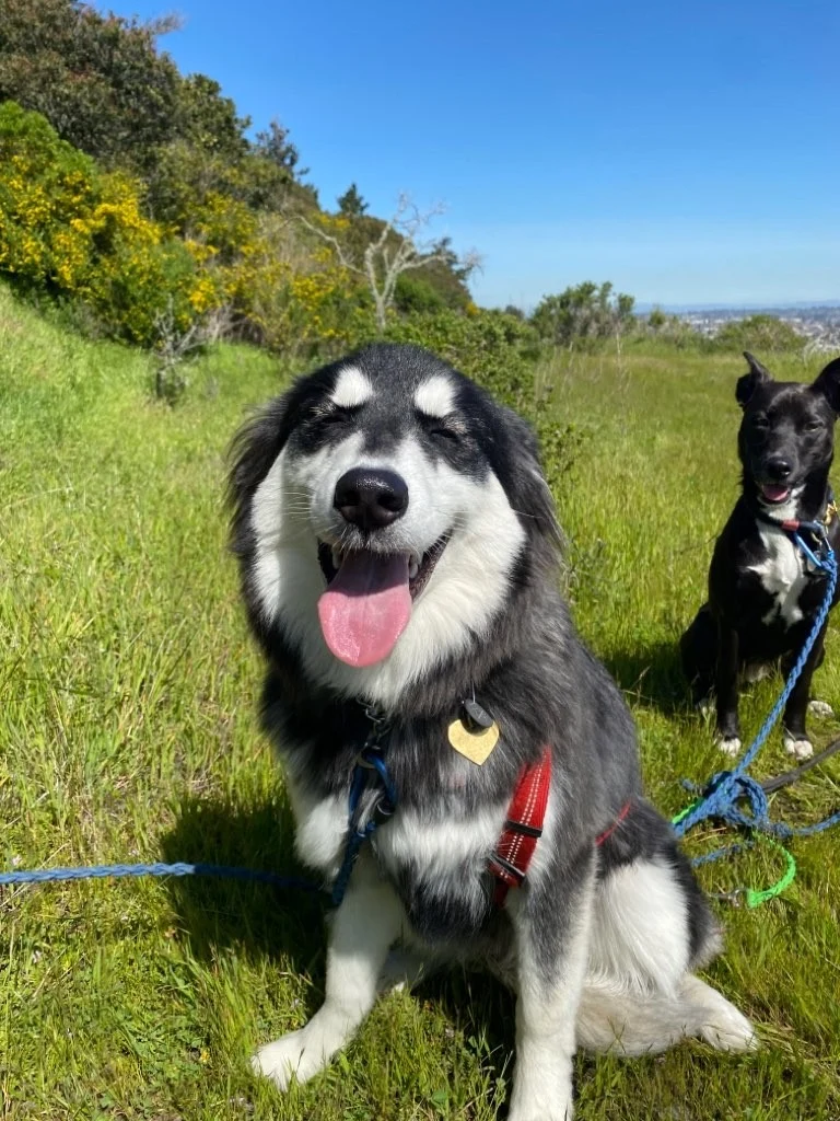 Meet Huxley, our beloved foster failure on his first hike | Scrolller