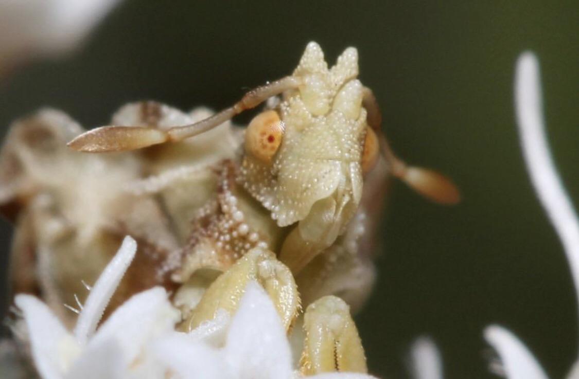 Discover more like Entomology: Ambush bugs are adorable and Related Content | Scrolller