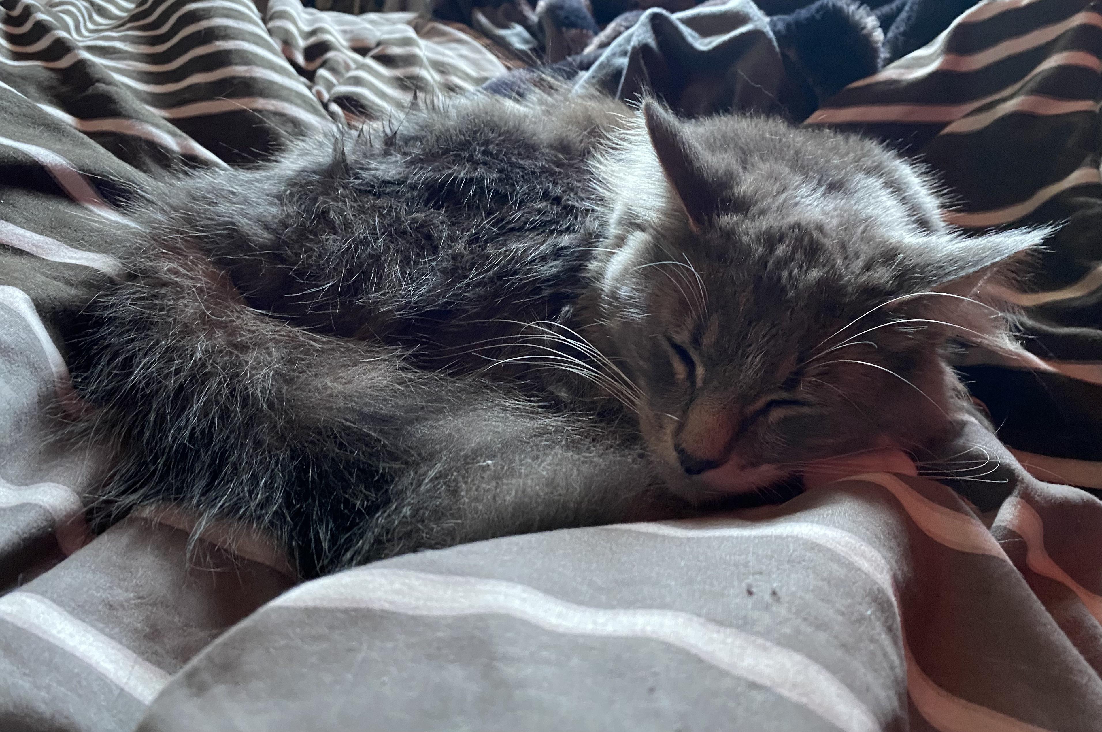 Morning snuggles 🥰 | Scrolller