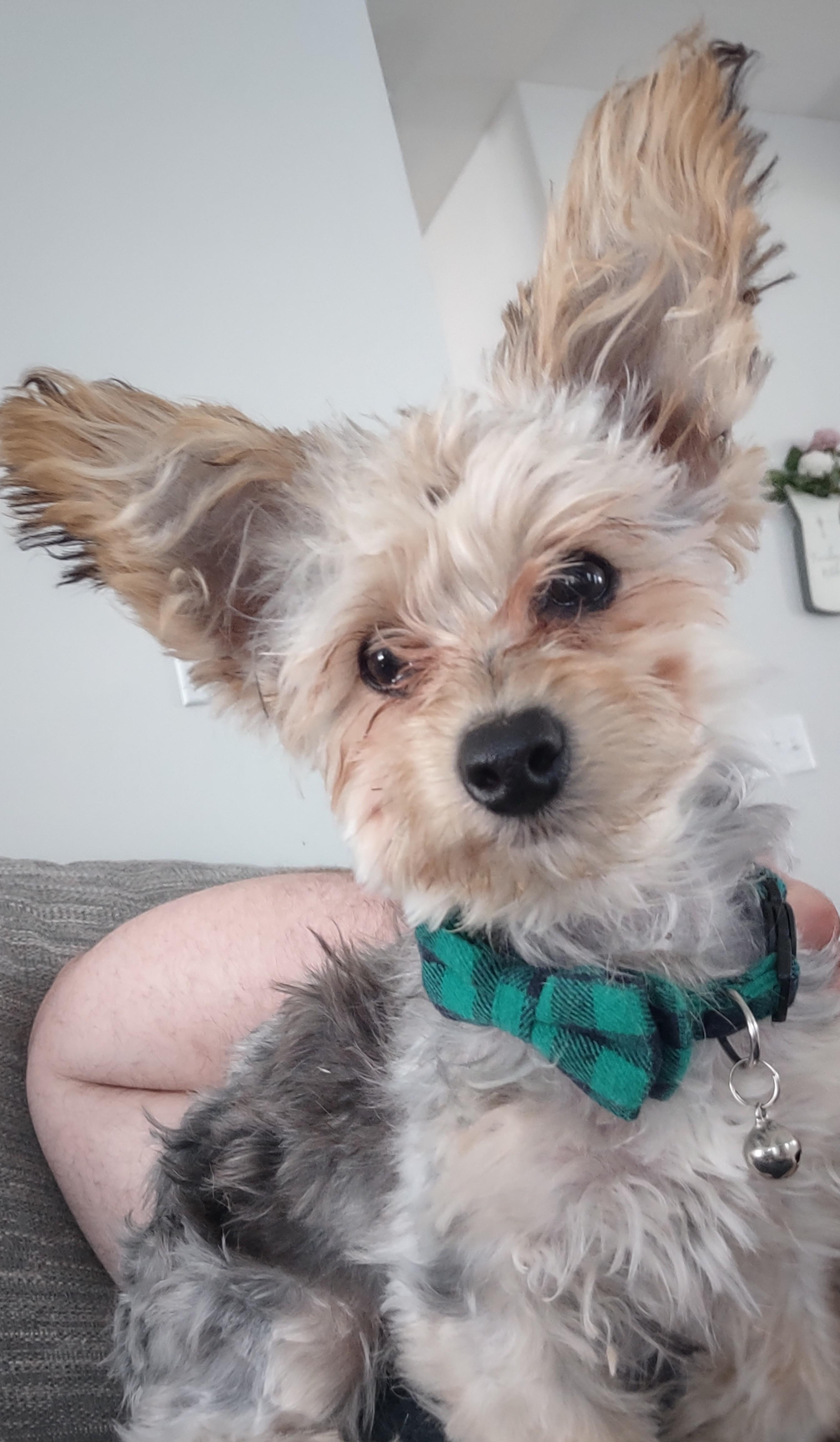 Teemo showing off his ears | Scrolller