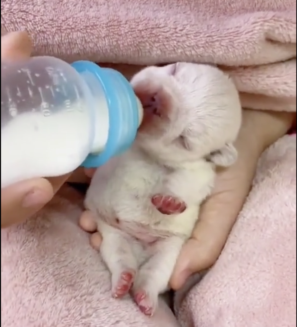 Fragile newborn puppy having its first feed.. | Scrolller