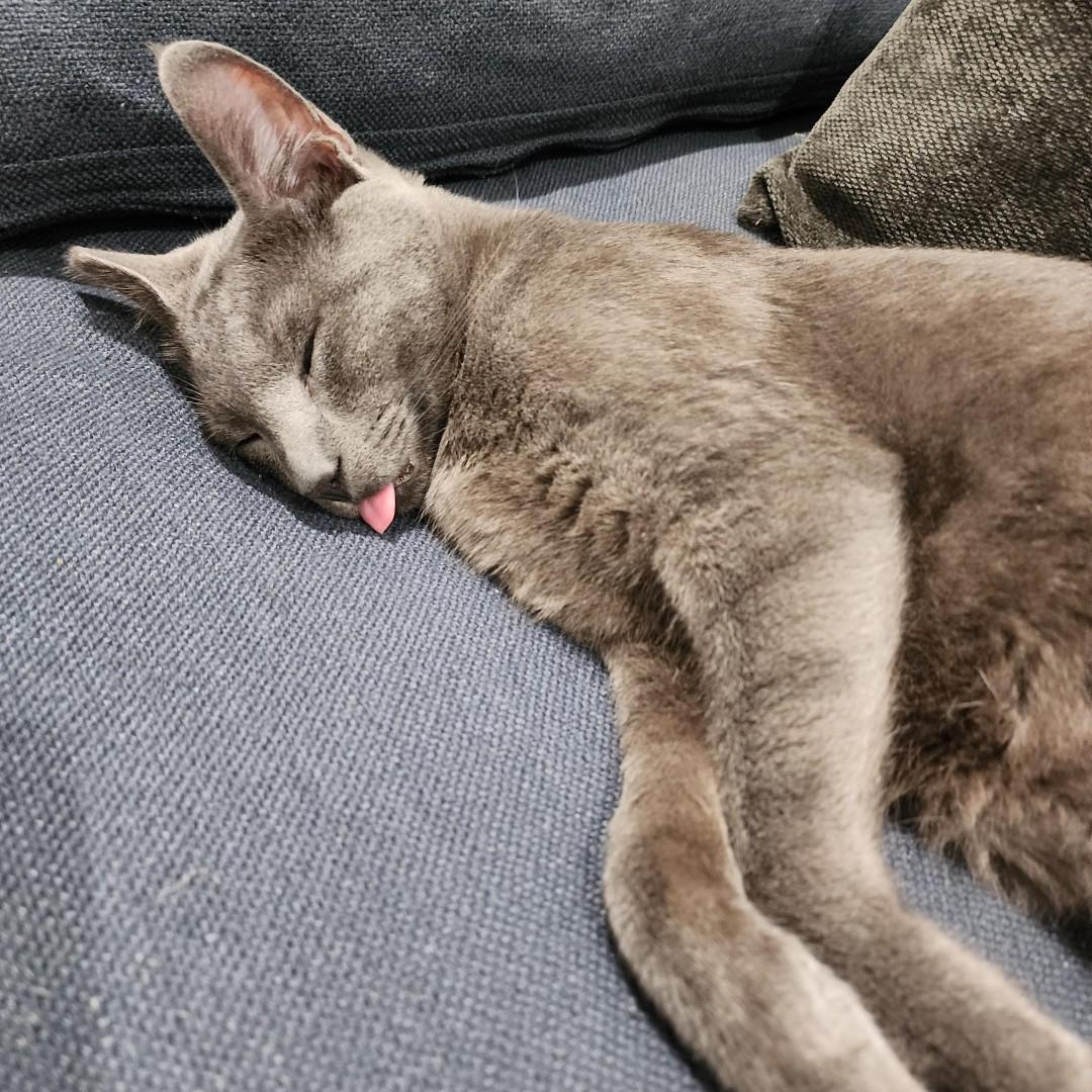 Sleeping Blep | Scrolller