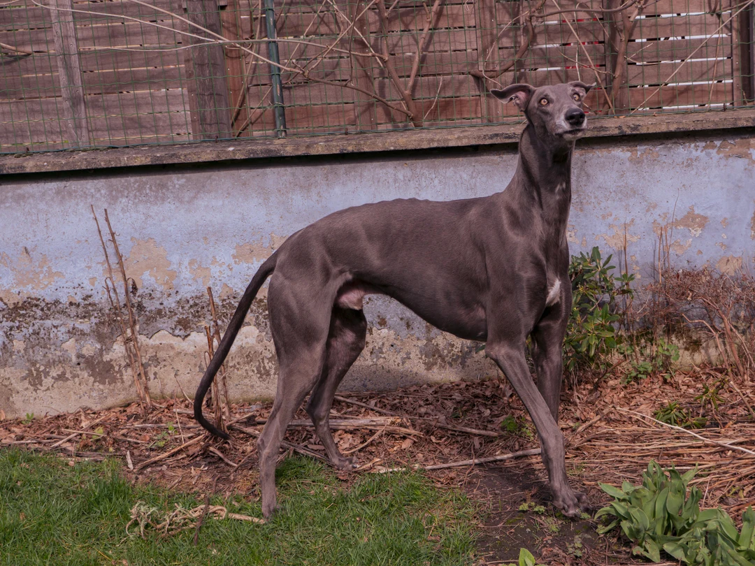This pic of Albus makes me think that Yoda must have done naughty things with a lady greyhound ...