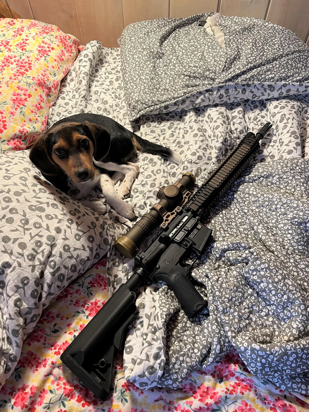 my beag is superior | Scrolller