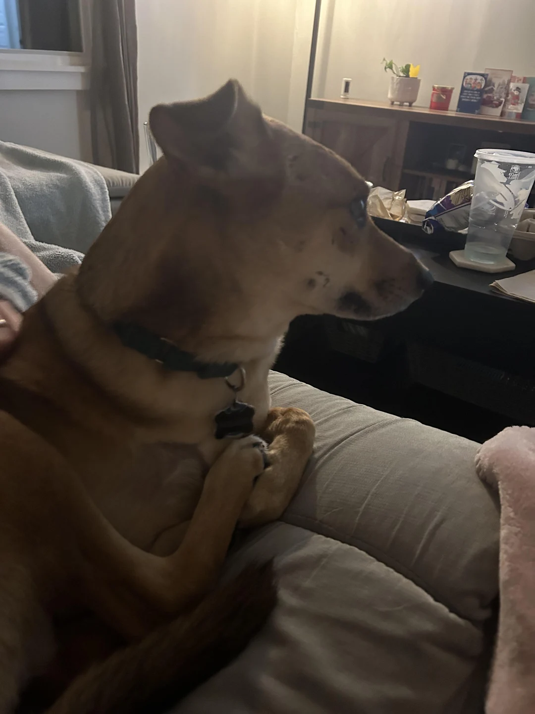 Only has 3 paws but likes to hold them together | Scrolller