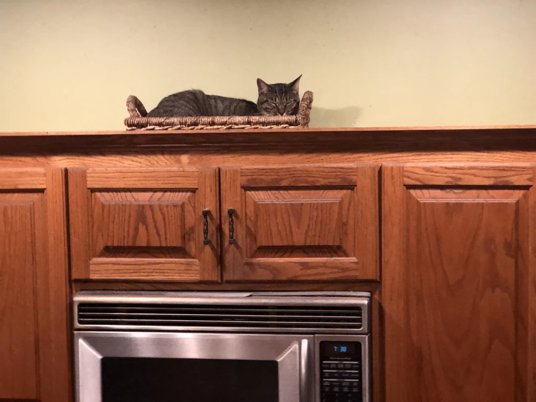 Grover in the bread basket | Scrolller