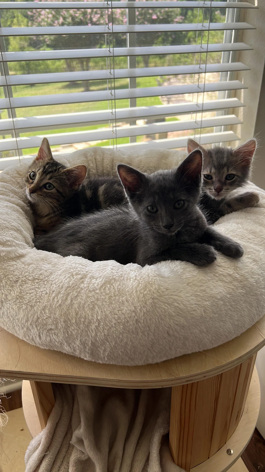 Kittens are all grown up | Scrolller