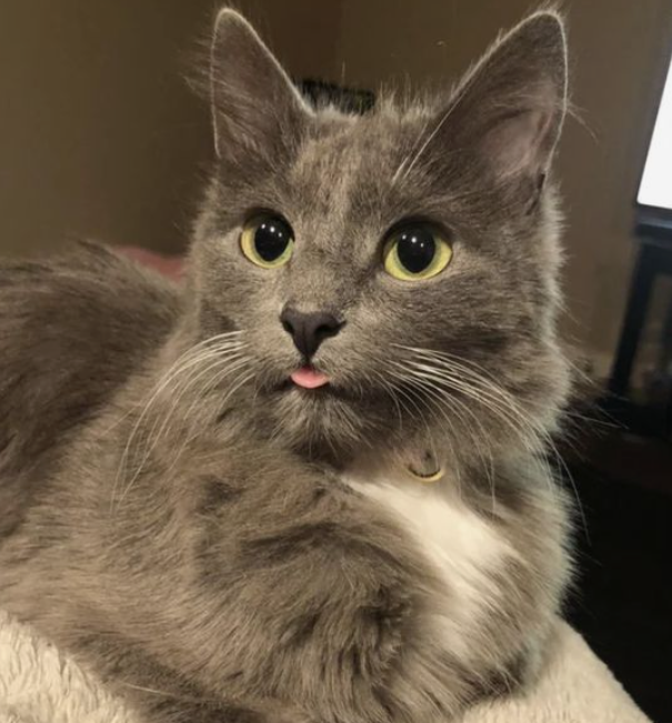 Bleep bloop blep. | Scrolller